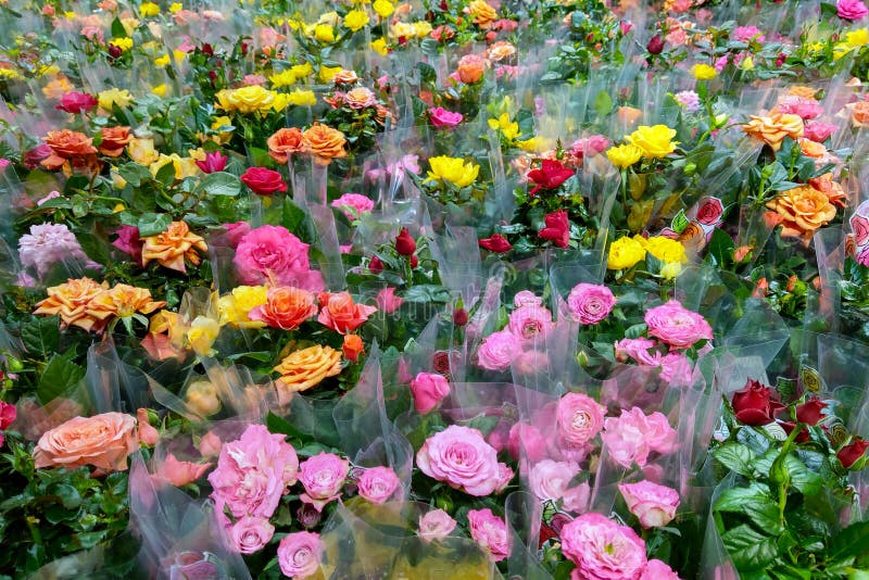 Beautiful Multi-colored Bouquets of Roses in the Store Stock Image ...