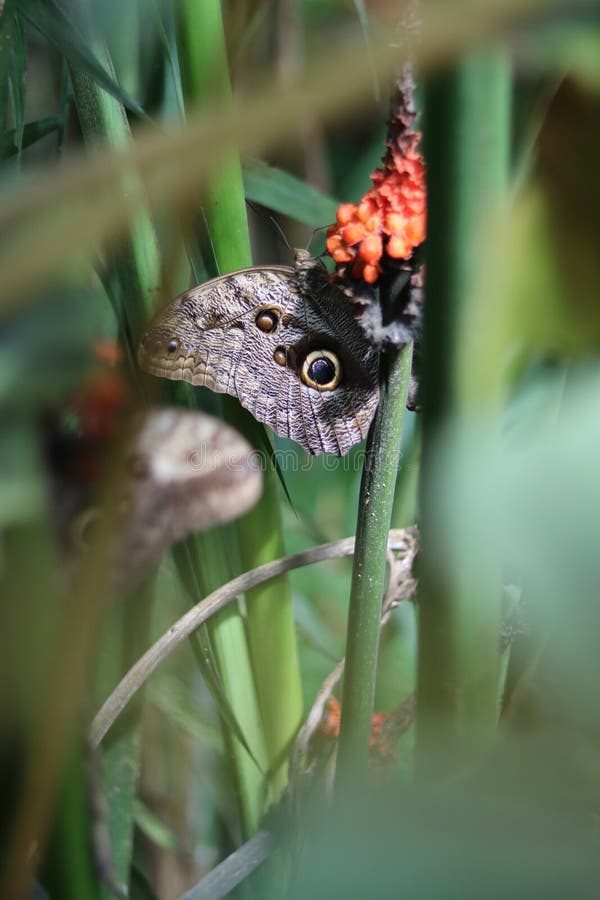 Beautiful Multi-colored Butterfly in a Greenhouse on a Branch Stock ...