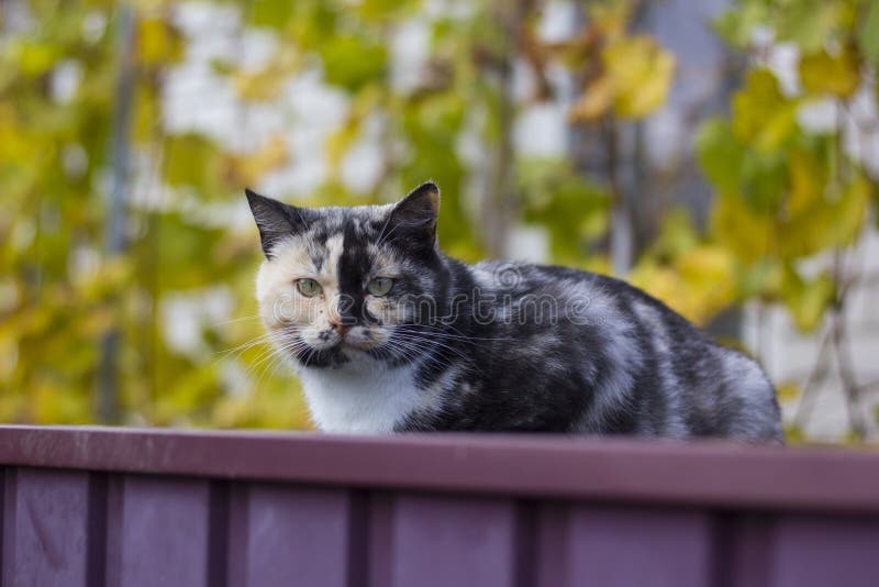 Beautiful Multi-colored Cat Sits on a Fence Close-up Stock Image ...