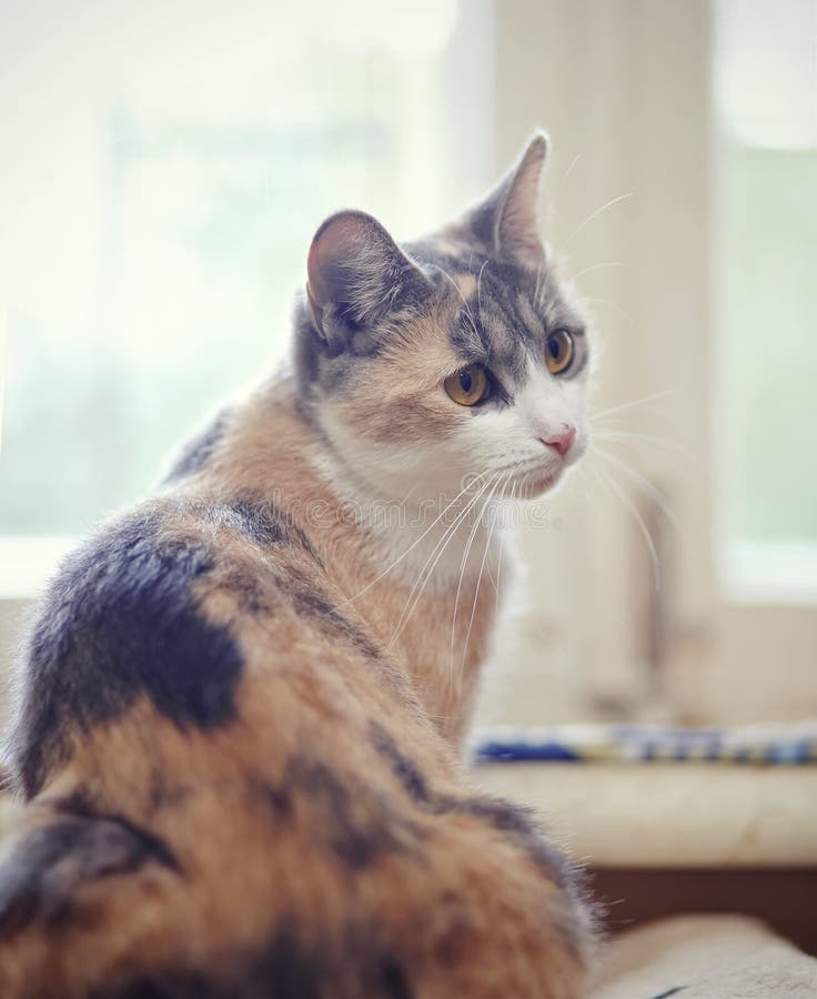 The Beautiful Multi-colored Cat, Sits Having Turned Back. Stock Image ...