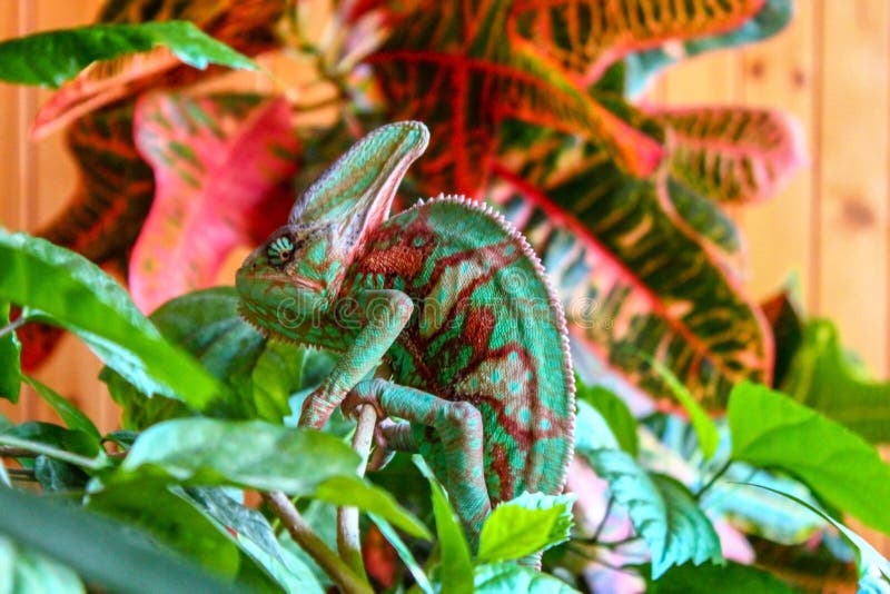 Beautiful Multi-colored Chameleon Climbs Trees Stock Image - Image of ...