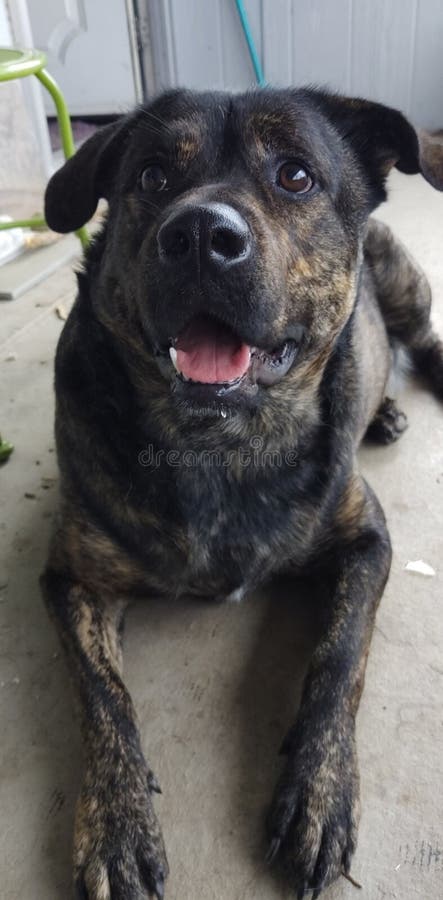 Beautiful Multi Colored Dog, German Shepherd Labrador Mix Stock Image ...