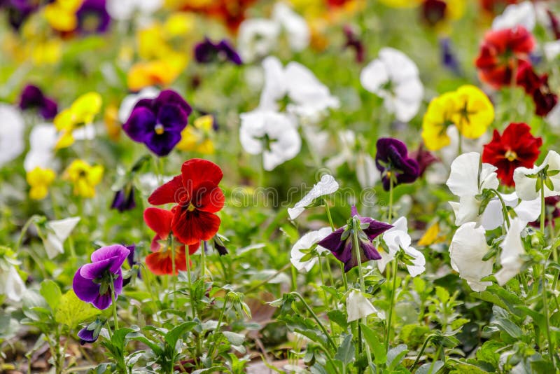Beautiful Multi-colored Flowers on the Flower Bed Field Stock Photo ...