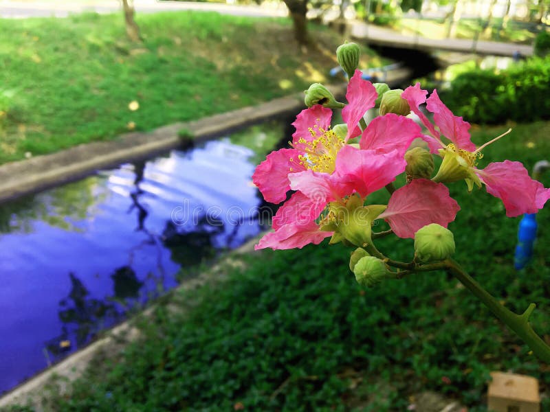 Beautiful Multi-colored Flowers with Green Leaves and Green Nature ...