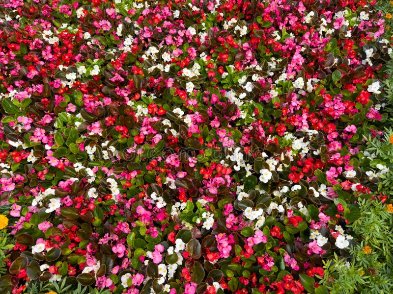 Beautiful Multi-colored Flowers Grow in the Park on the Ground ...