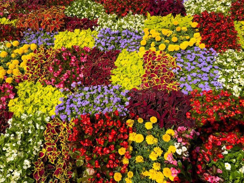 Beautiful Multi-colored Flowers Grow in the Park on the Ground ...