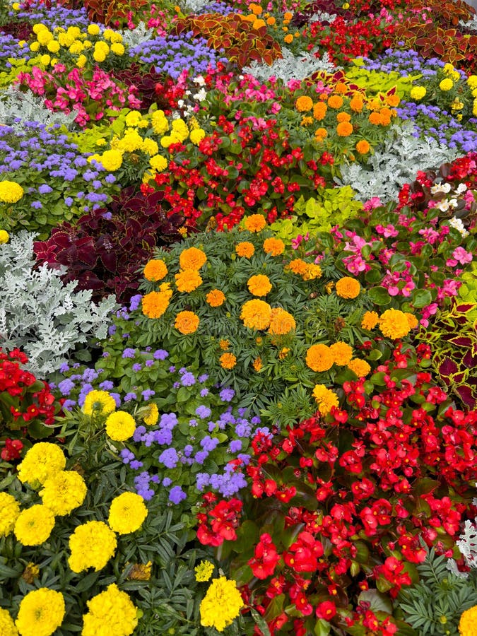Beautiful Multi-colored Flowers Grow in the Park on the Ground ...