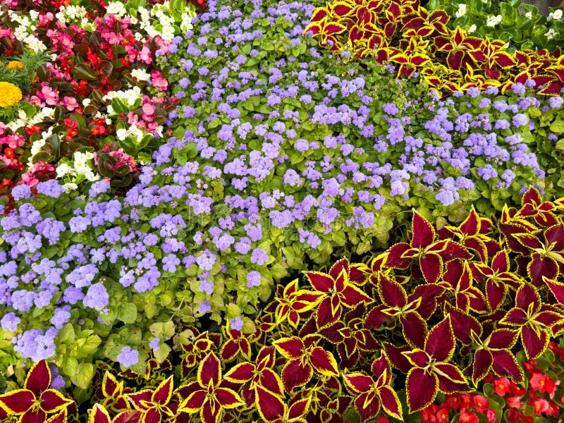 Beautiful Multi-colored Flowers Grow in the Park on the Ground ...
