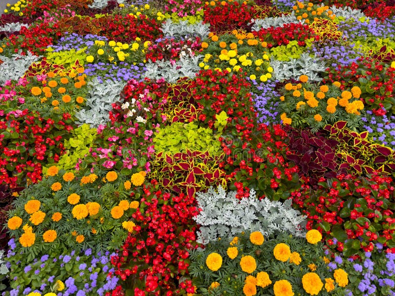 Beautiful Multi-colored Flowers Grow in the Park on the Ground ...