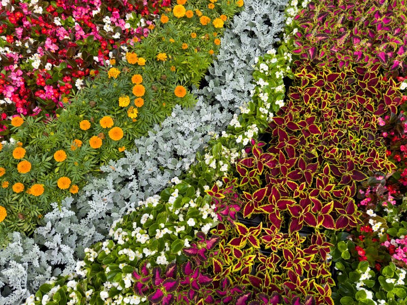 Beautiful Multi-colored Flowers Grow in the Park on the Ground ...