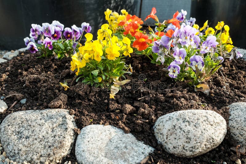 Beautiful Multi-colored Flowers Growing on a Flower Bed Stock Photo ...