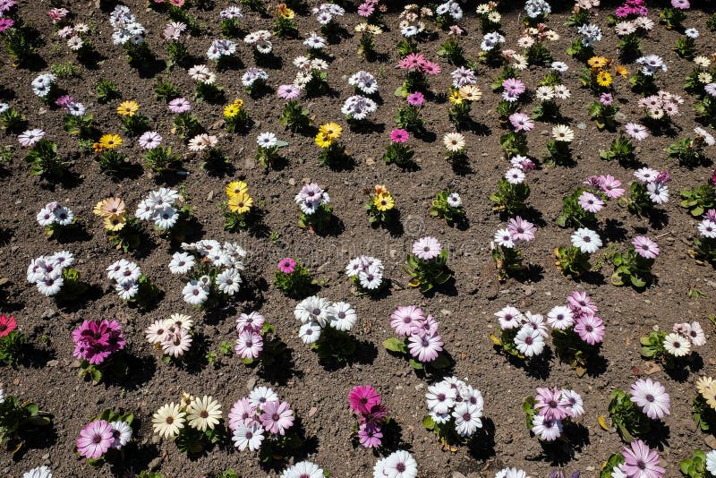 Beautiful Multi-colored Flowers Growing on a Flower Bed Stock Image ...