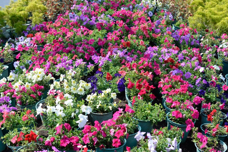 Beautiful Multi-colored Flowers Growing on a Flower Bed in a Pot Stock ...