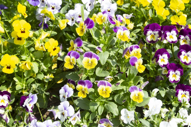 Beautiful Multi-colored Flowers Growing in the Garden. Stock Photo ...