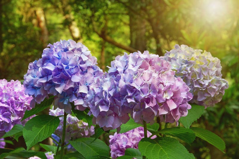 Beautiful Multi-colored Flowers of Hydrangea in Garden on Sunny Day ...