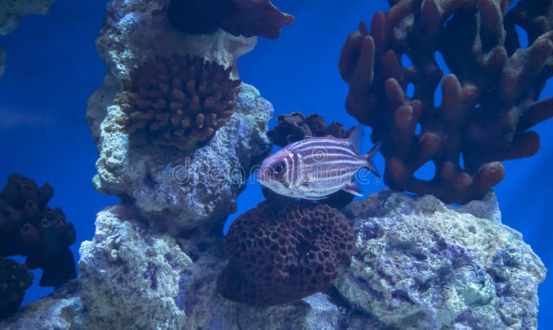 Beautiful Multi-colored Grown Corals Underwater with Two-colored Fish ...