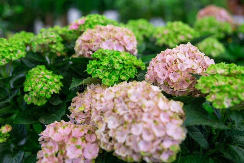Beautiful Multi-colored Hydrangea Background Stock Photo - Image of ...