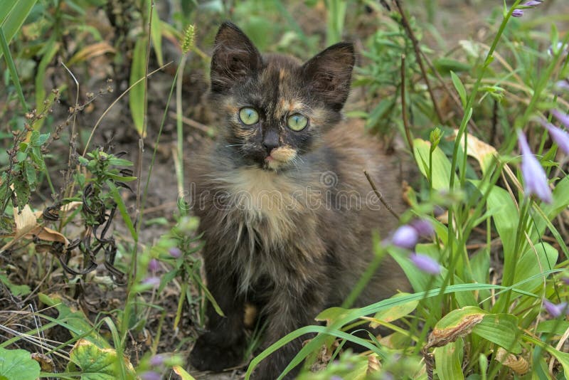 A Beautiful Multi-colored Kitten Sits among Bright Green Greenery and ...