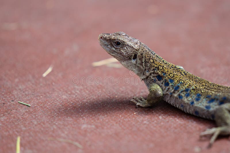 Beautiful Multi Colored Lizard Sitting on the Floor Waiting for Prey ...
