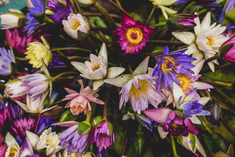 Multi-colored Lotus Flowers Stock Image - Image of aroma, blooming ...