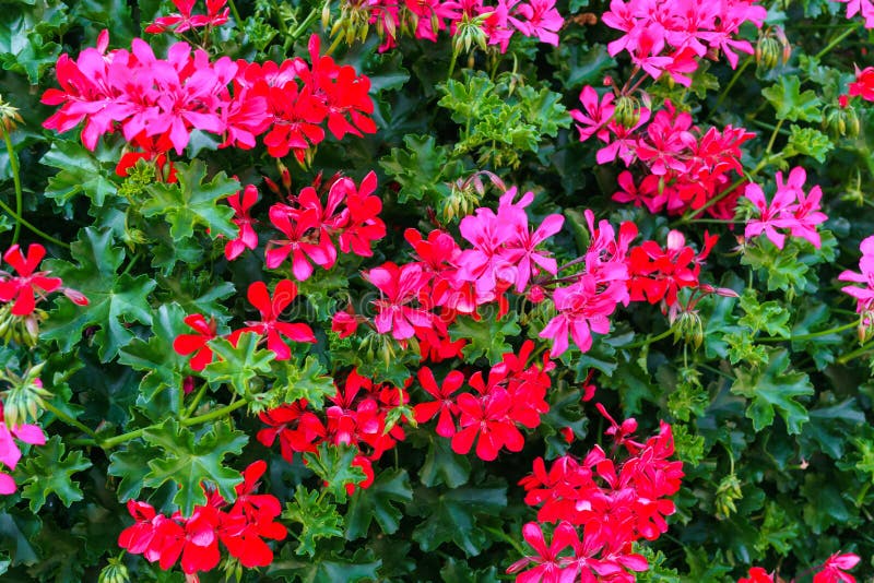 A Beautiful Multi-colored Pelargonium on a Flower Bed Stock Photo ...