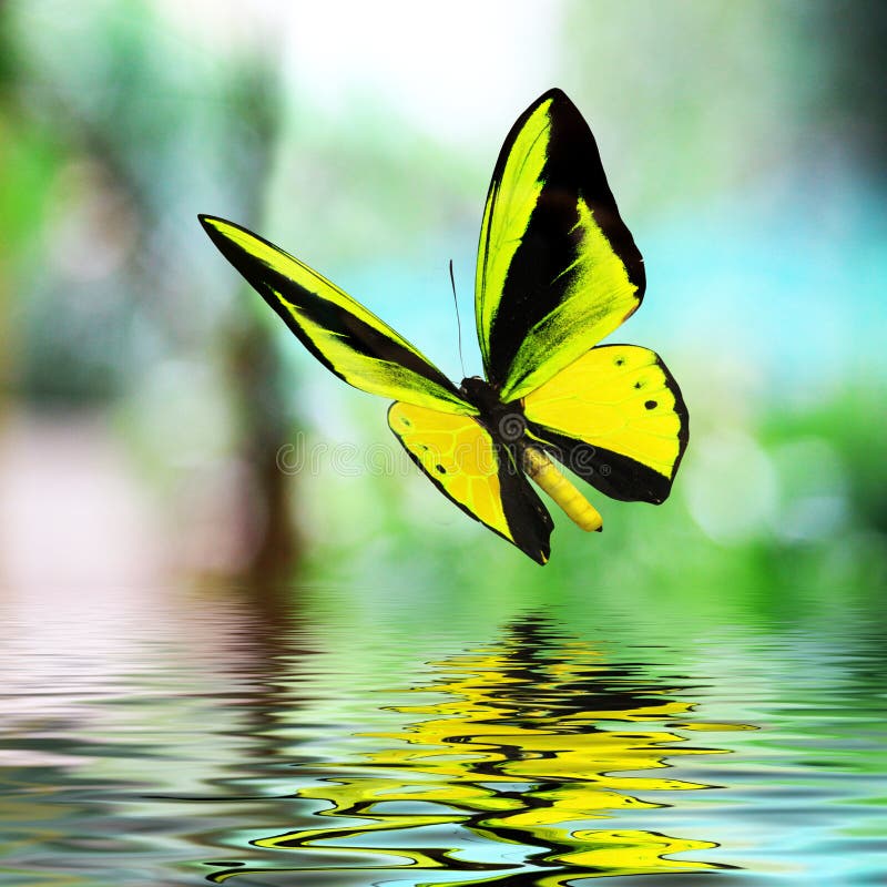Beautiful Multi-colored Real Butterfly Flying on a White Background ...