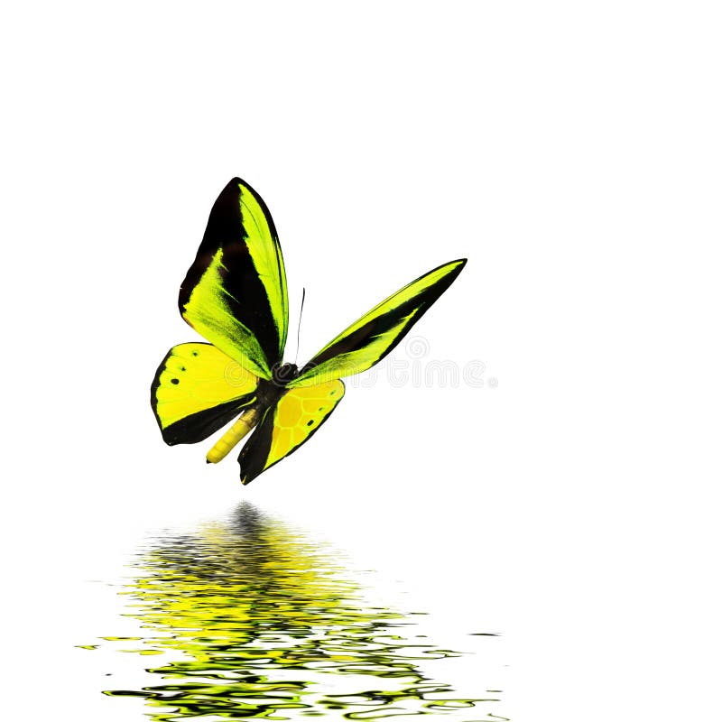 Beautiful Multi-colored Real Butterfly Flying on a Green Background ...