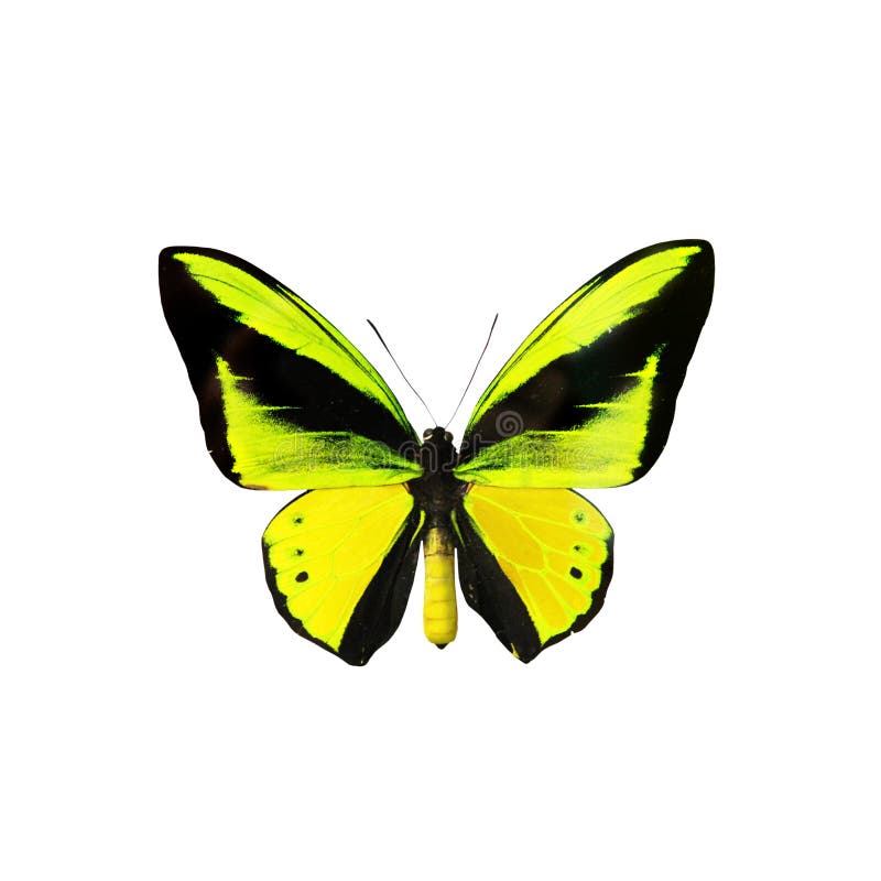 Beautiful Multi-colored Real Butterfly Flying on a White Background ...
