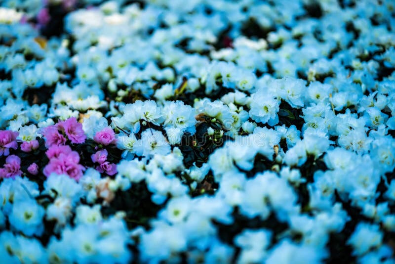 Beautiful Multi-colored Rose Garden in Spring Stock Image - Image of ...