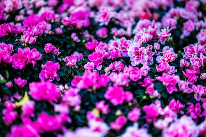 Beautiful Multi-colored Rose Garden in Spring Stock Photo - Image of ...
