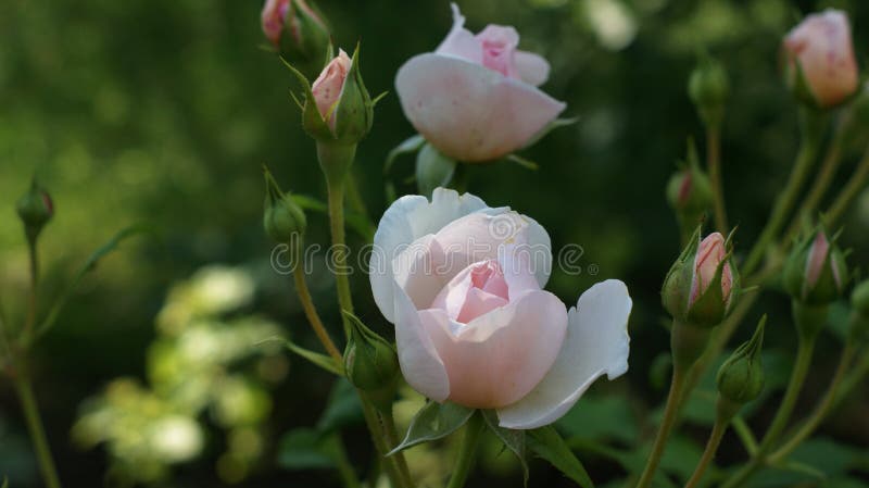 Beautiful Multi Colored Rose Garden in Spring Stock Photo - Image of ...