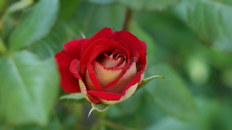 Beautiful Multi Colored Rose Garden in Spring Stock Image - Image of ...