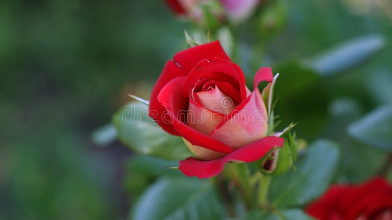 Beautiful Multi Colored Rose Garden in Spring Stock Image - Image of ...