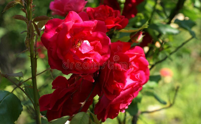 Beautiful Multi Colored Rose Garden in Spring Stock Image - Image of ...