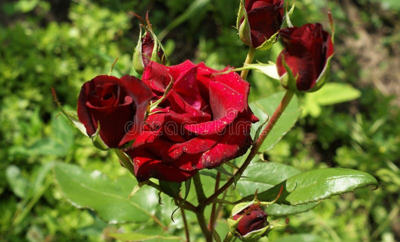 Beautiful Multi Colored Rose Garden in Spring Stock Photo - Image of ...