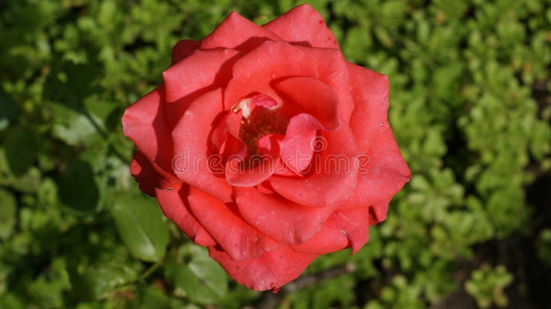 Beautiful Multi Colored Rose Garden in Spring Stock Photo - Image of ...