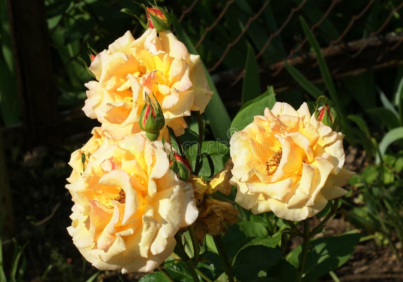 Beautiful Multi Colored Rose Garden in Spring Stock Image - Image of ...