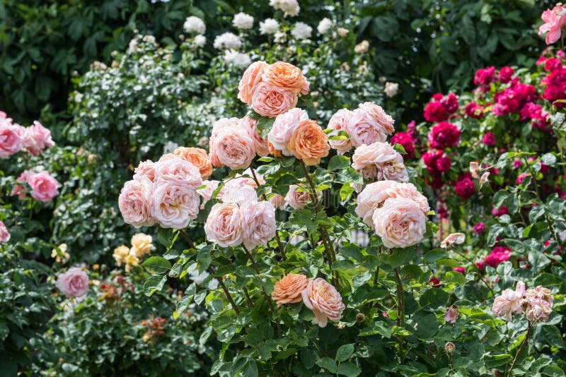 Beautiful Multi-colored Rose Garden in Summer. Stock Image - Image of ...
