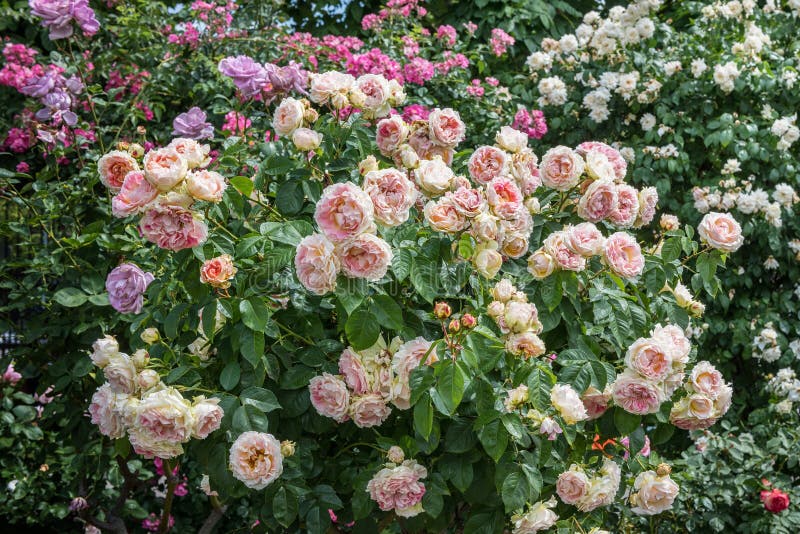 Beautiful Multi-coloured Rose Garden. Stock Photo - Image of natural ...