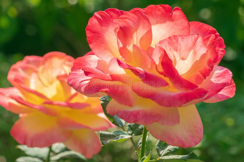 Beautiful Multi-colored Roses in the Garden, Close-up Stock Image ...