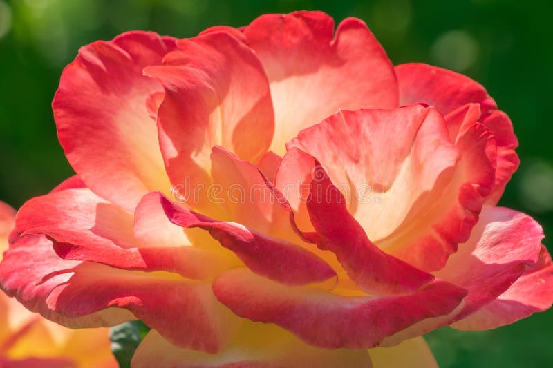 Beautiful Multi-colored Roses in the Garden, Close-up Stock Image ...