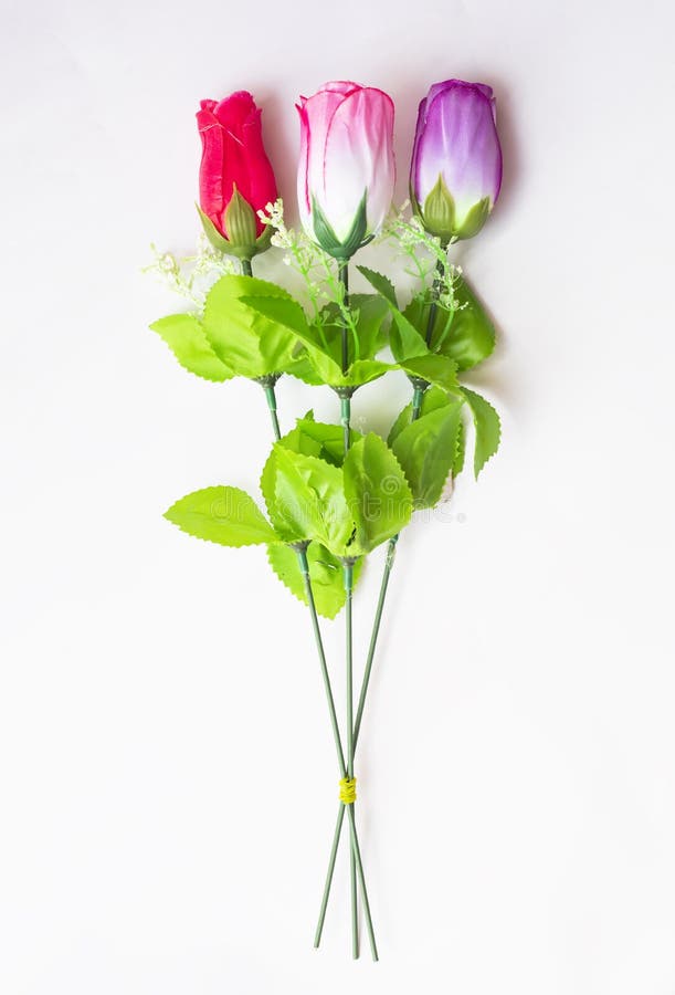 Beautiful Multi-colored Roses on a White Background Stock Image - Image ...