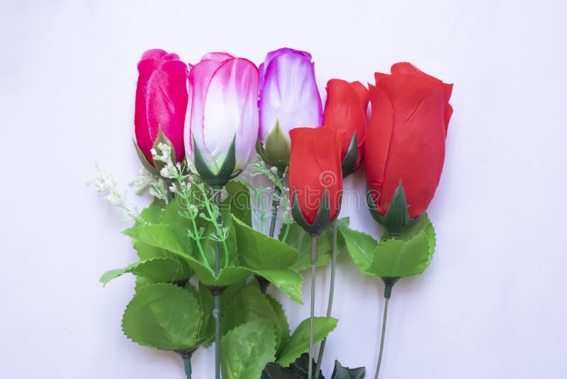Beautiful Multi-colored Roses on a White Background Stock Image - Image ...