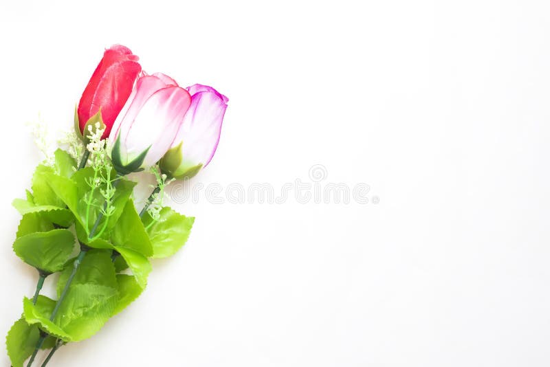 Beautiful Multi-colored Roses on a White Backgrounds Stock Image ...