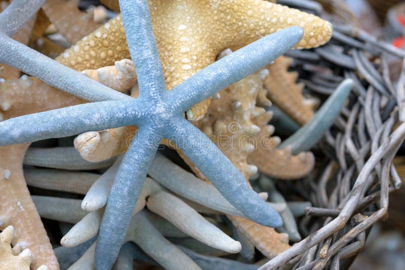 Beautiful Multi-colored Shells, Starfish, Corals. Stock Photo - Image ...
