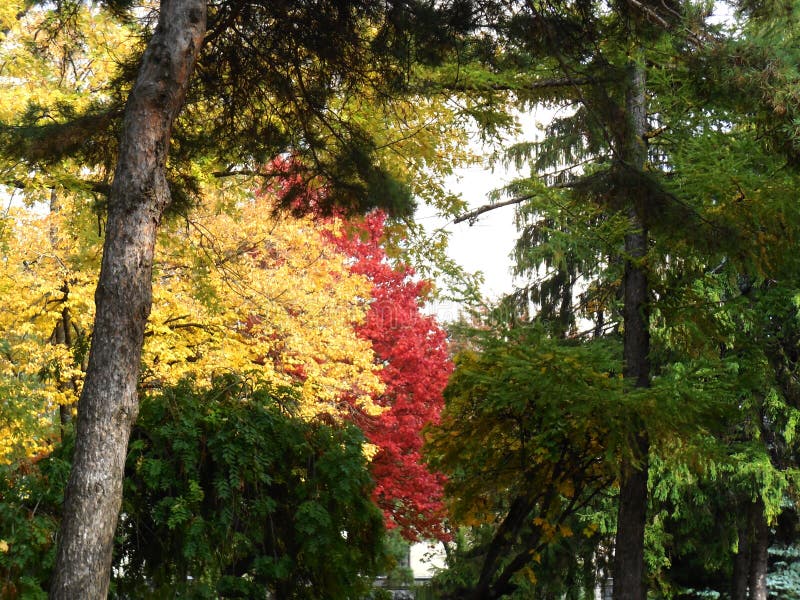 Beautiful Multi-colored Trees. Stock Photo - Image of design, pattern ...