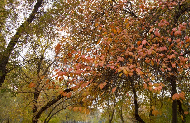 Beautiful Multi-colored Trees and the Background in the City Autumn ...