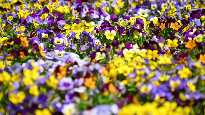 Beautiful Multi-colored Violets. Flowerbed in the Garden. Spring Bloom ...