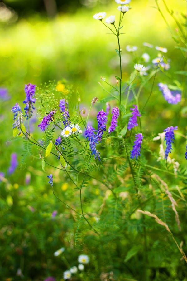 Beautiful Multi-colored Wildflowers, Close-up. Spending Time Outdoors ...