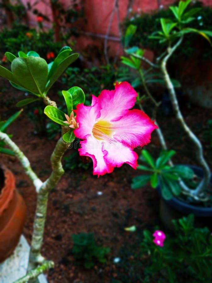 Beautiful Multi Colour Flower. Beauty of the Nature Stock Image - Image ...